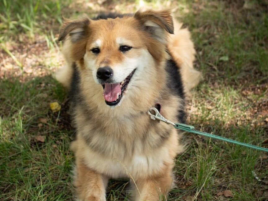 Ласковой молодой Герде нужен дом