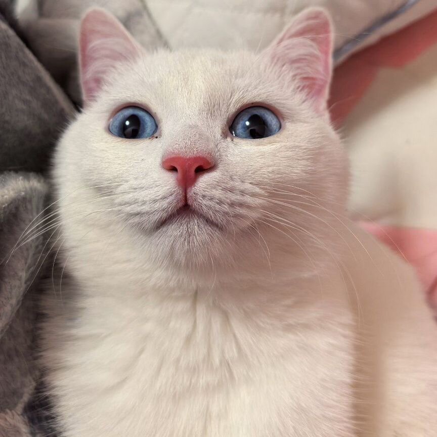Котенок мальчик белый голубоглазый