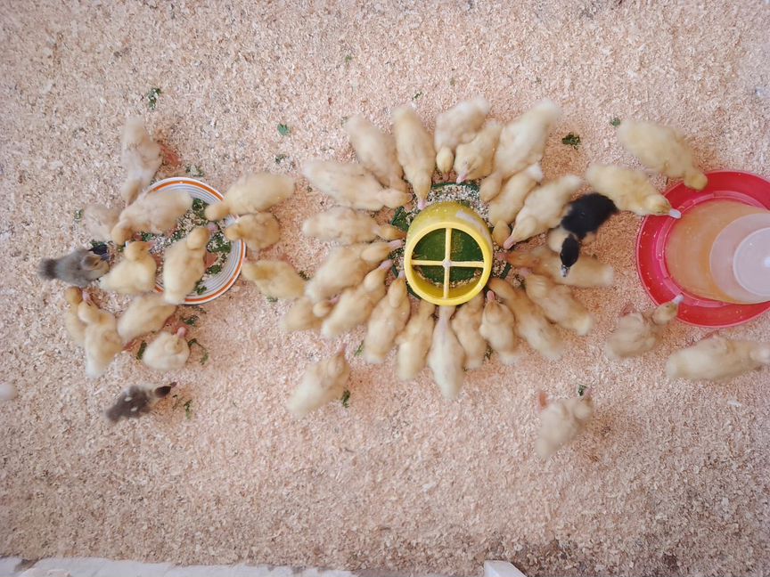 Утята стар 53