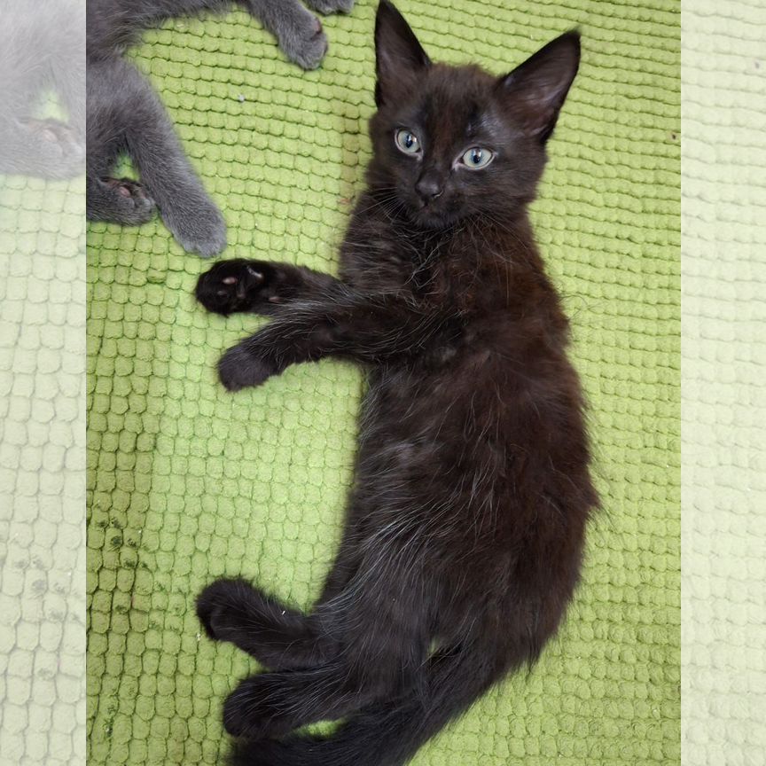 Котята домашние 2 месяца