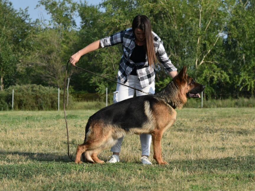 Немецкая овчарка вязка