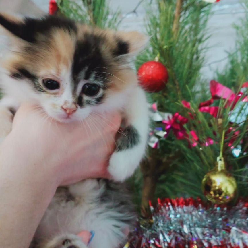 Котята в добрые руки бесплатно