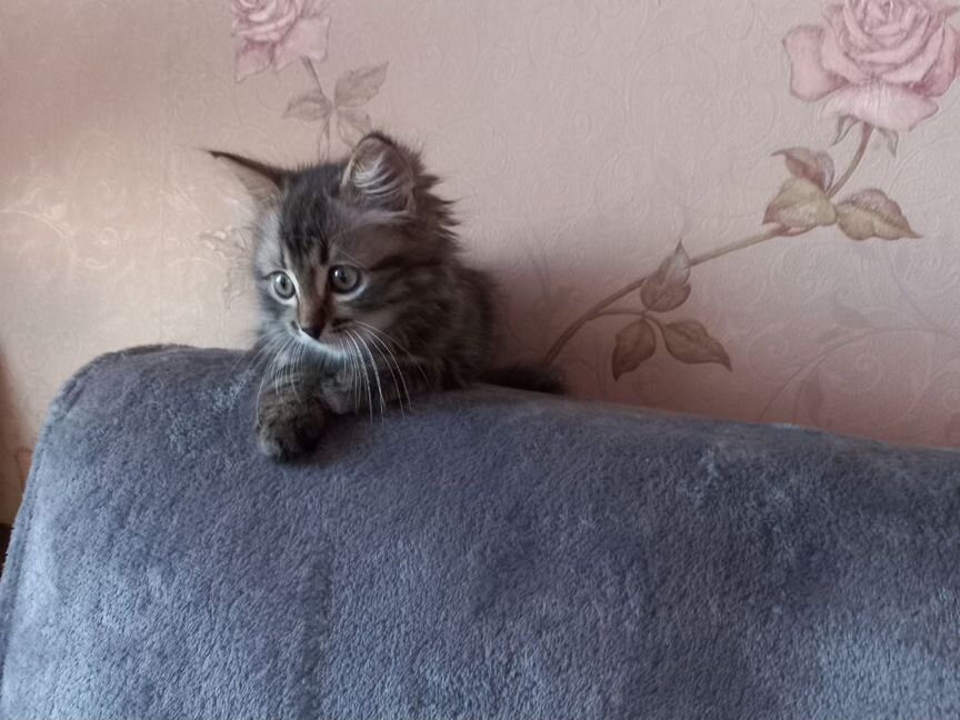 В добрые руки бесплатно кот, 3 мес