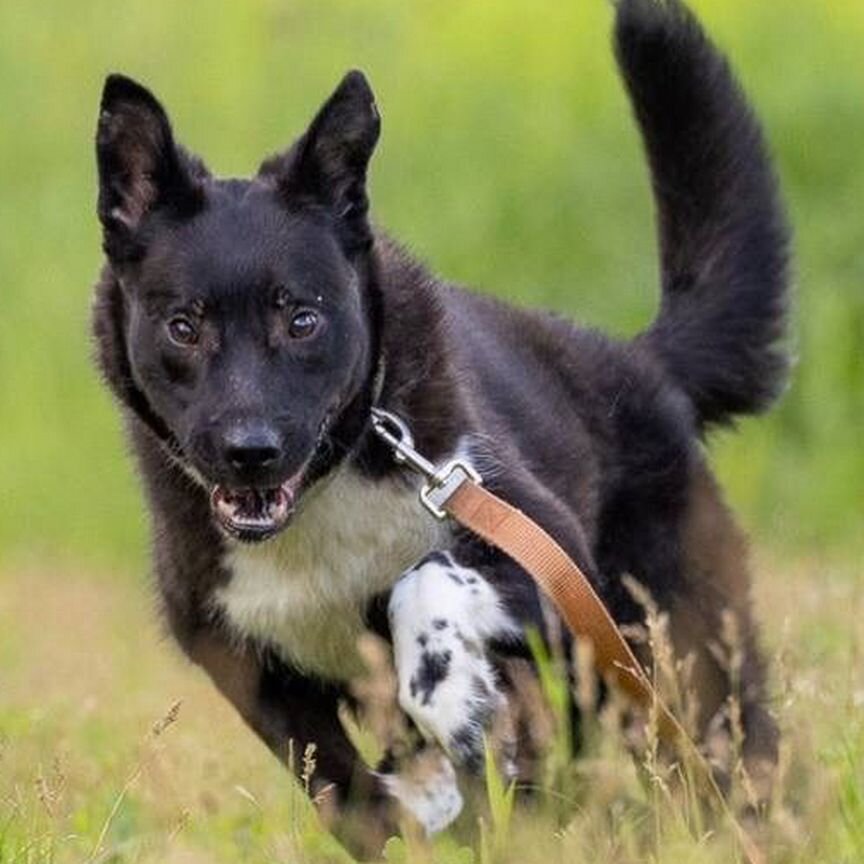 Взрослый пёс в добрые руки