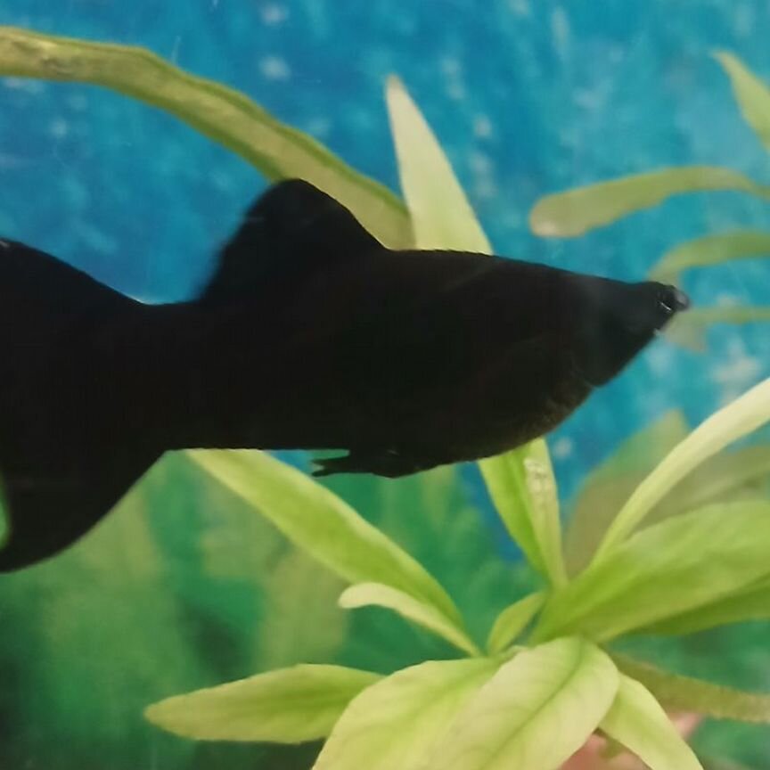 Моллинезия черная