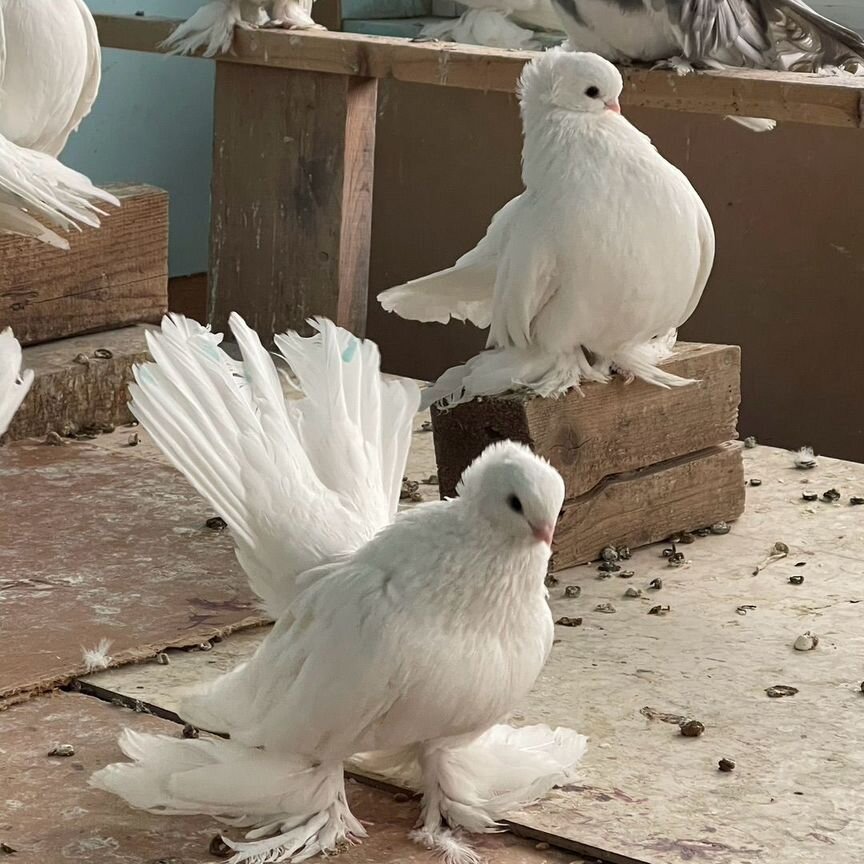 Статные голуби