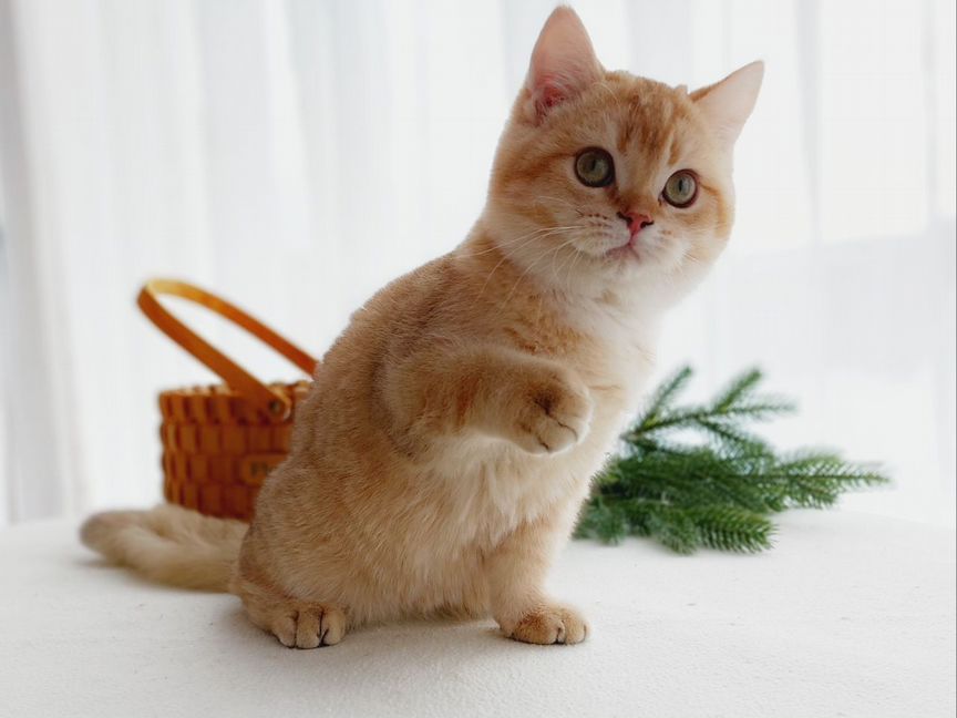 Котик шоколадный (by11)