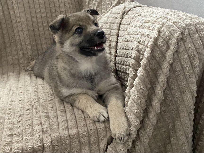 Две красотки в поисках дома