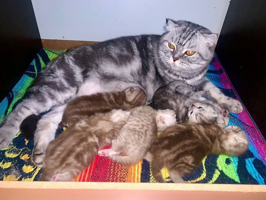 Бронирование шотландских котят