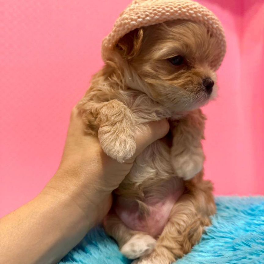 Очень красивый мальтипу, четыре месяца