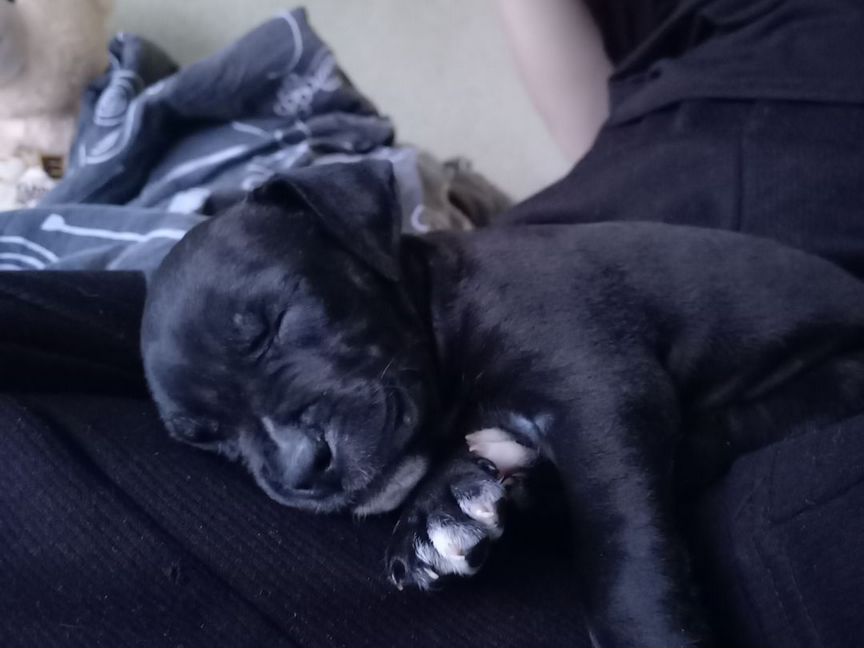 Щенки стаффорда