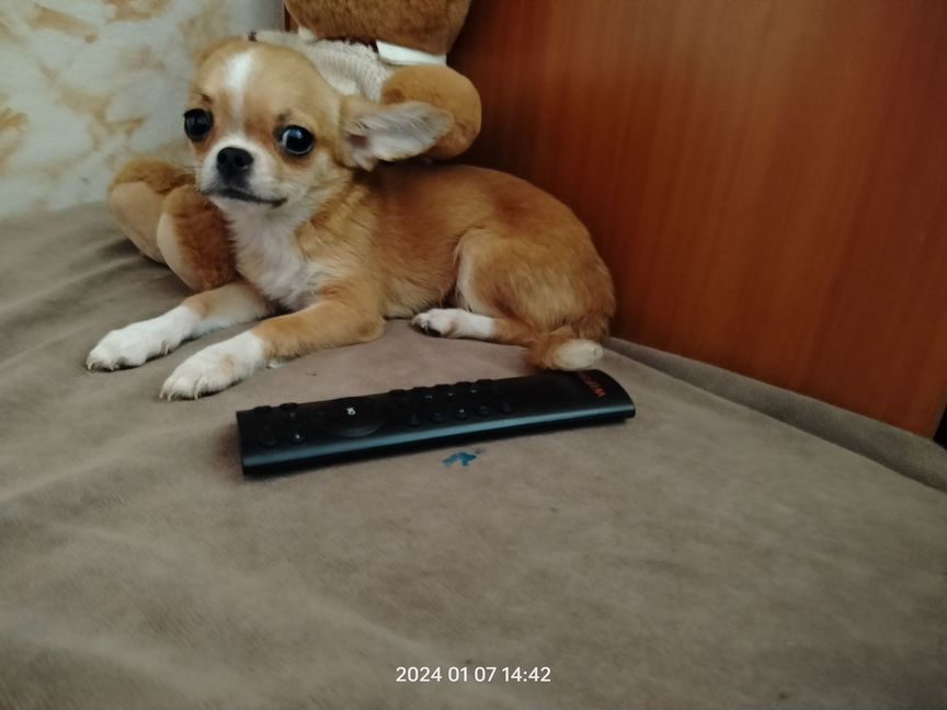 Шикарный подрощенный мальчик чихуахуа с докумен