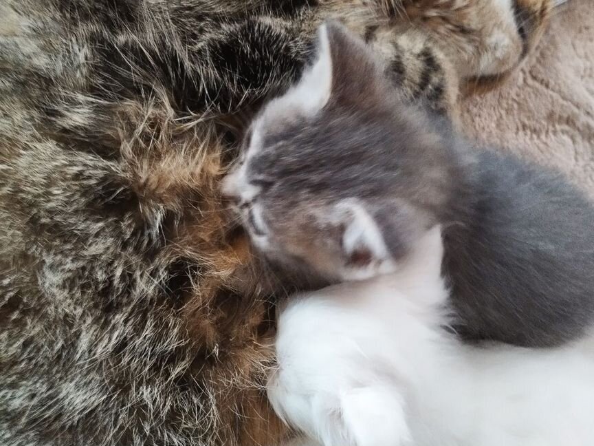 Продам котят