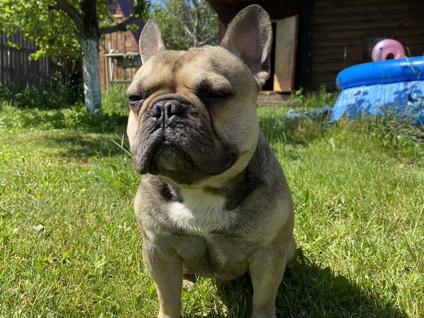 Французский бульдог вязка/реклама