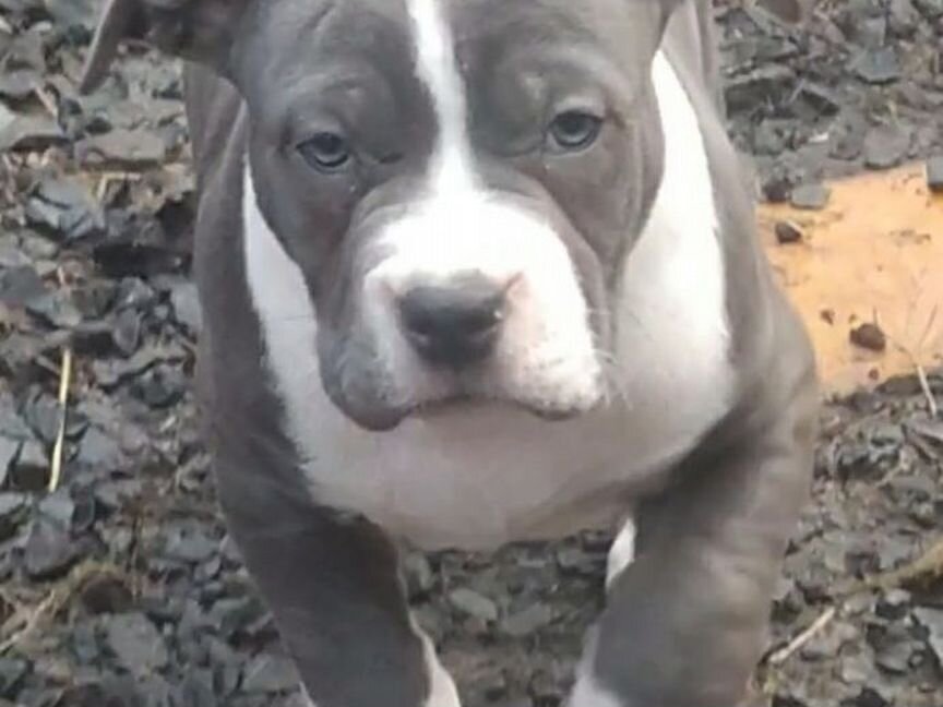 Стафф супер парень