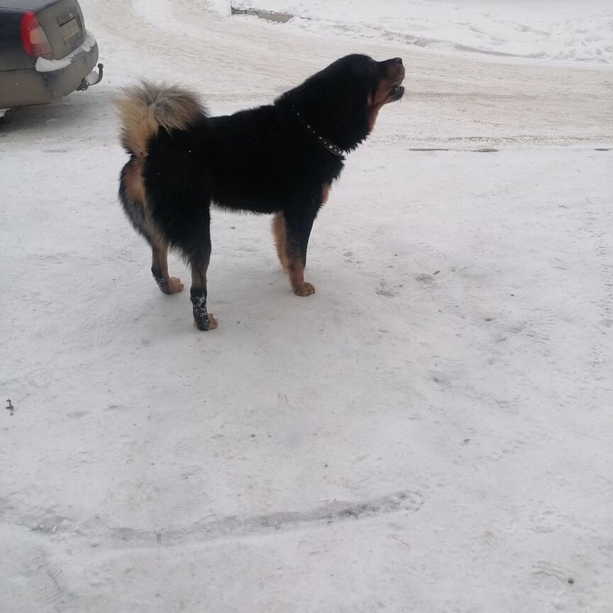 Взрослая собака в добрые руки