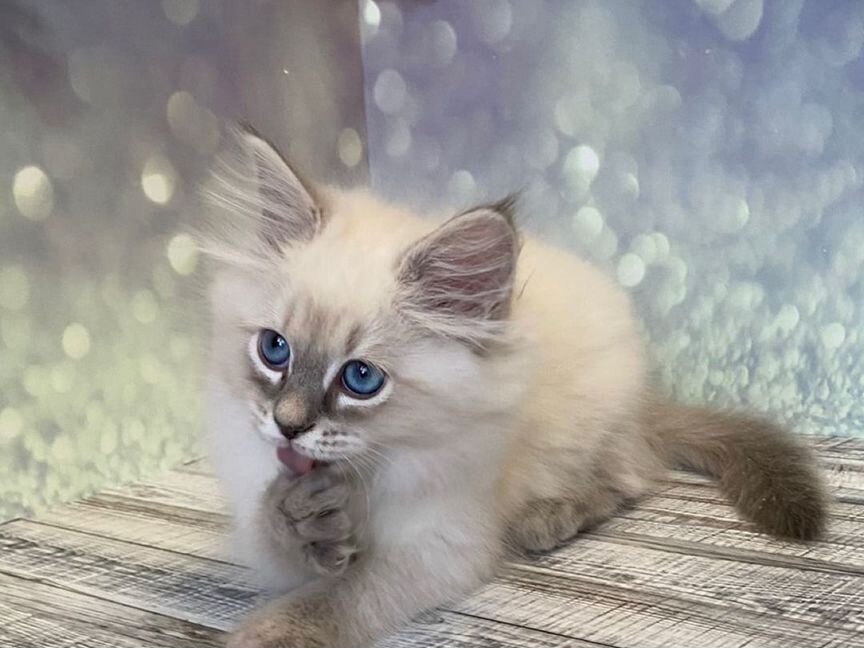 Невская маскарадная девочка