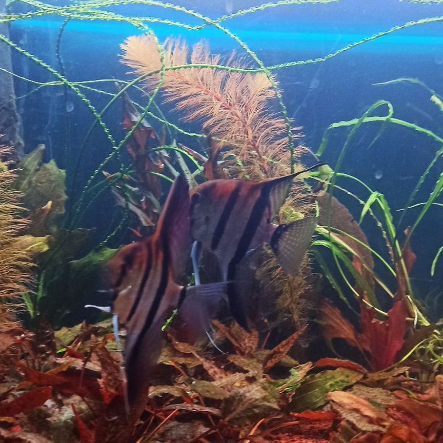 Скалярия манакапуру, уже нерестятся