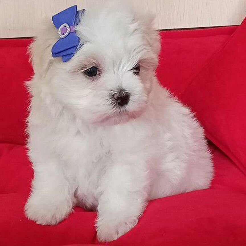 Прекрасные малыши