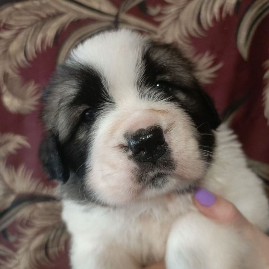 Щенки Московской сторожевой