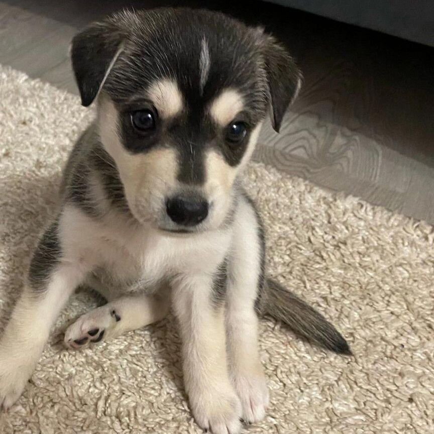 Малыш в добрые руки