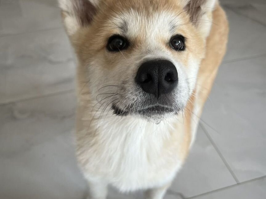 Щенок породы Акита