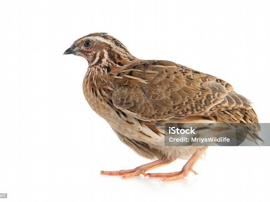 Перпел петух