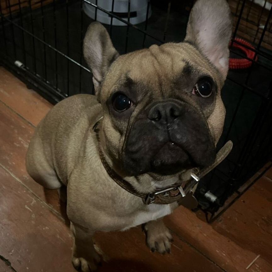 Французский бульдог, взрослый пёс