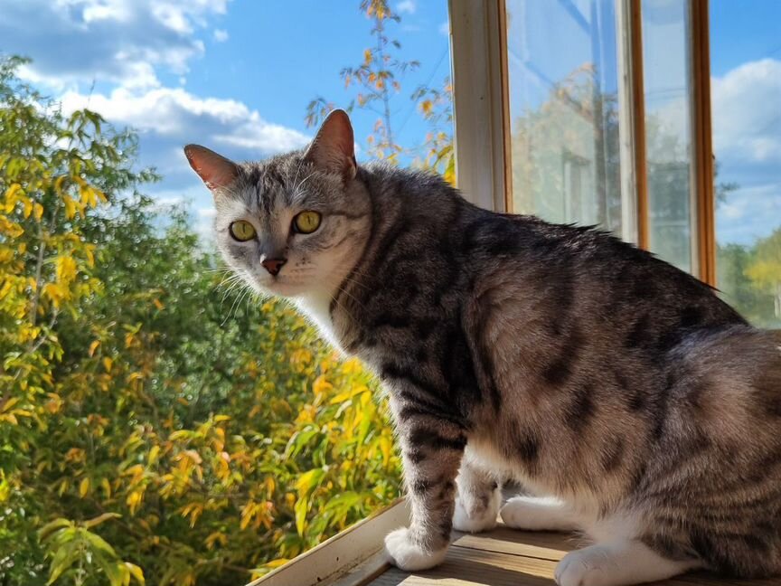 Пристраиваю кошечку в добрые руки