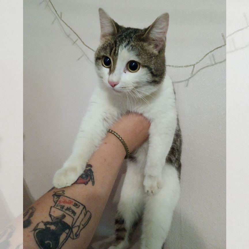 Котик в добрые руки