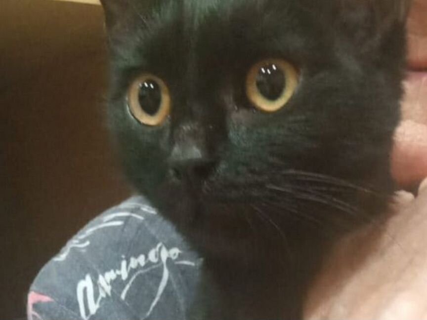 Кошки в добрые руки бесплатно