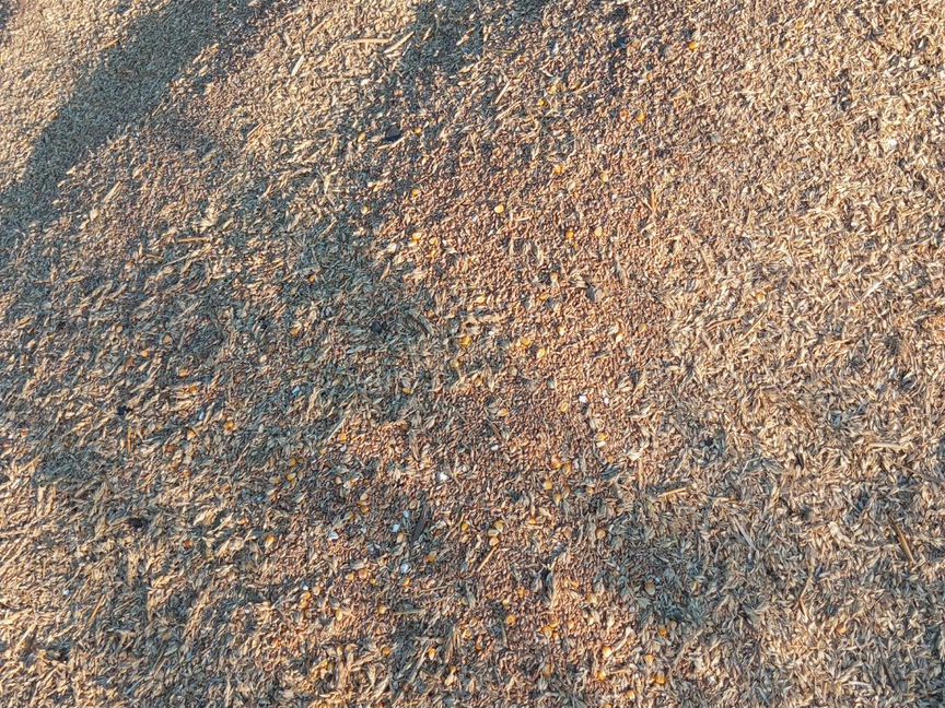 Зерноотоды