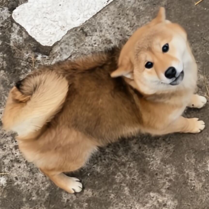 Сиба-ину, щенок