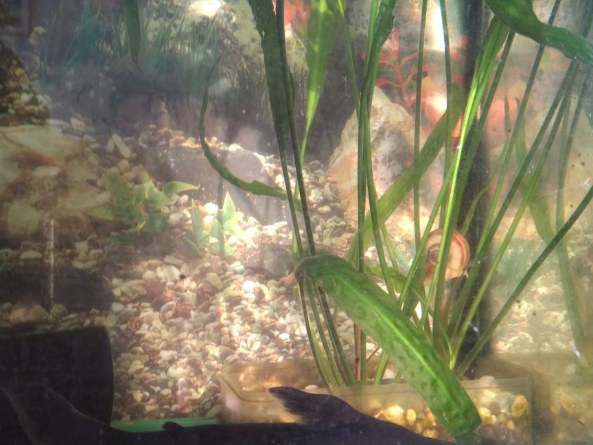 Пангасиус акулий сом