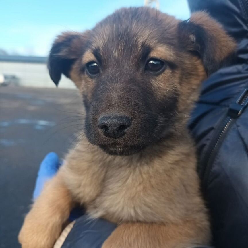 Мальчик щенок в добрые руки