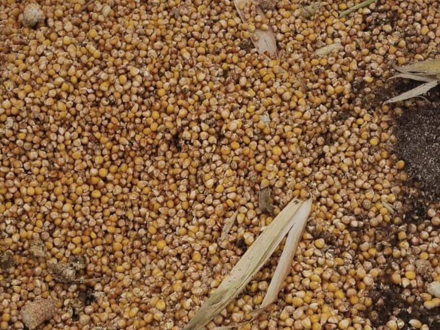 Кукуруза зерно