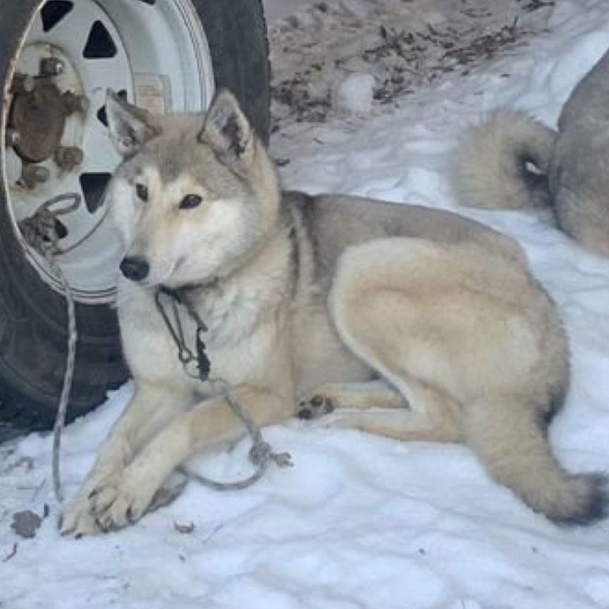 Щенки лайки зсл