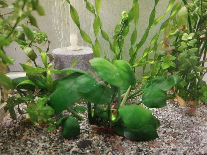 Аквариумные рыбки и растения