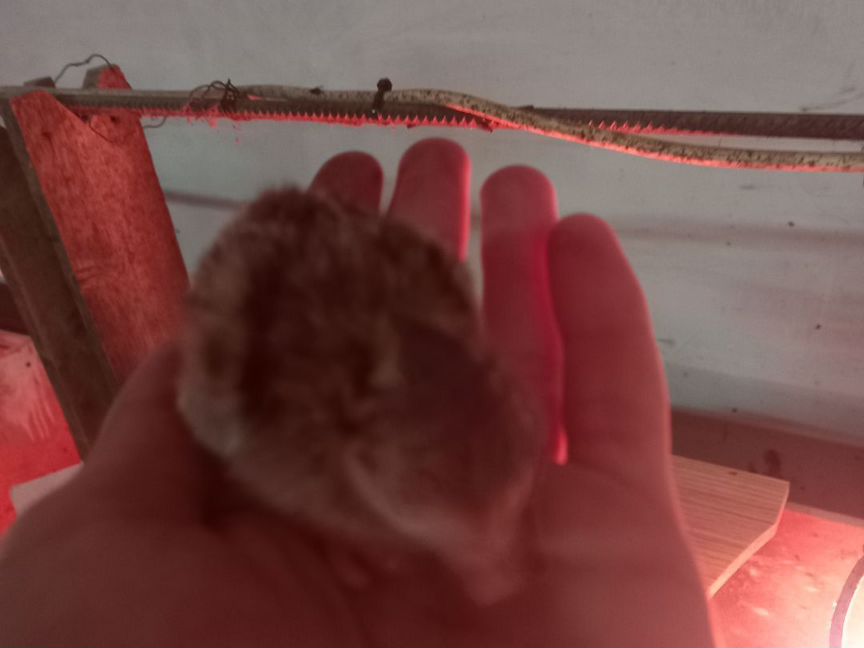 Цыплята цесарки