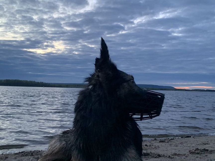 Собака в добрые руки отдам бесплатно