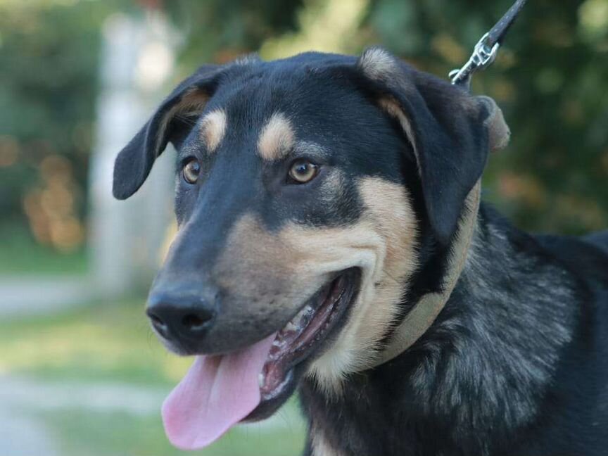 Очень круный спокойный щенок бесплатно