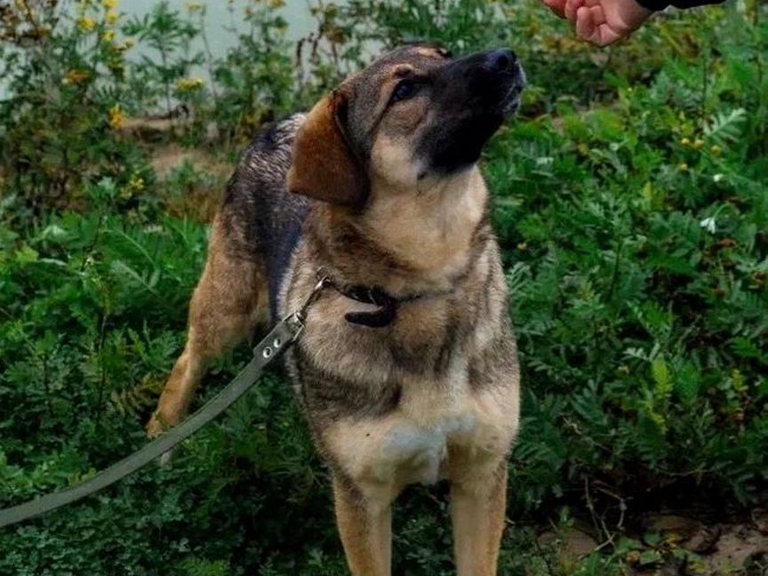 Собака в добрые руки