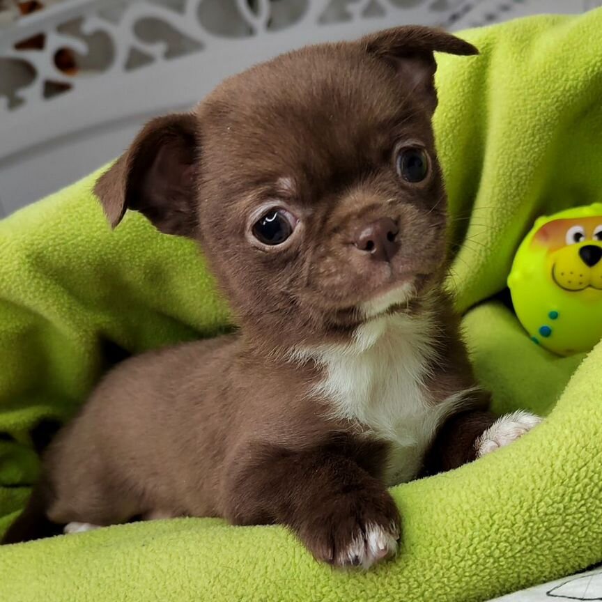 Девочка чихуахуа, шоколадный окрас, стандарт, РКФ