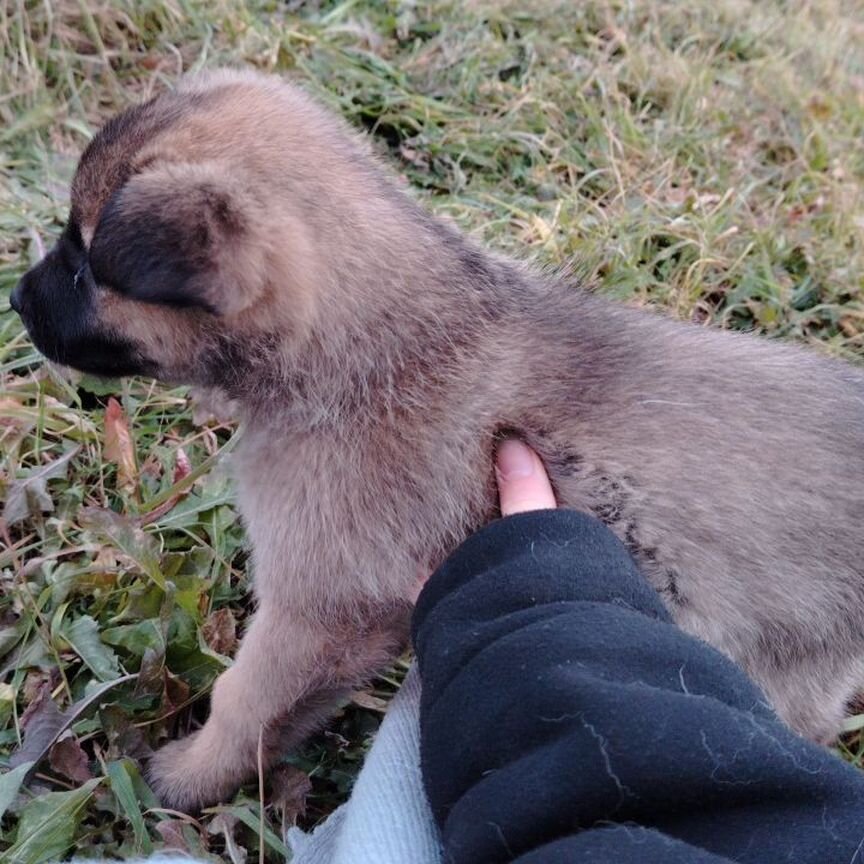 Отдаю щенка Бесплатно