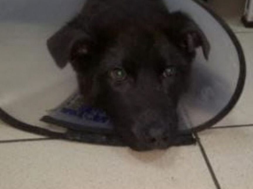 Щенок- инвалид