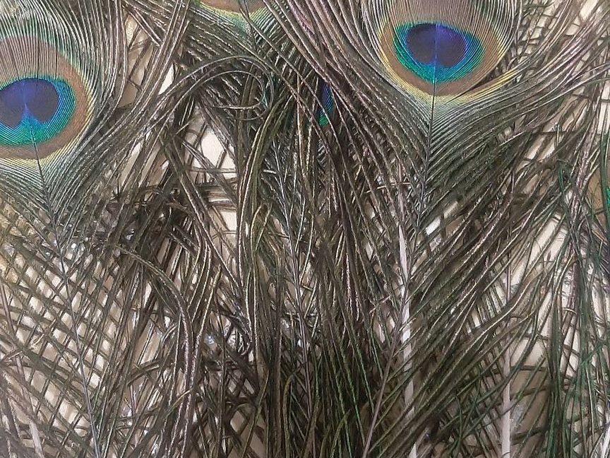Павлины перья