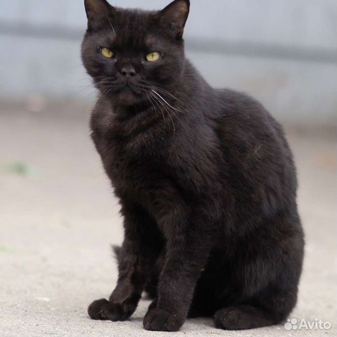 Кот Каспер,спасли с улицы,нужна передержка или дом