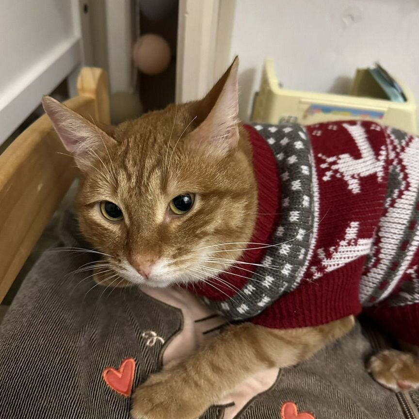 Кот в добрые руки