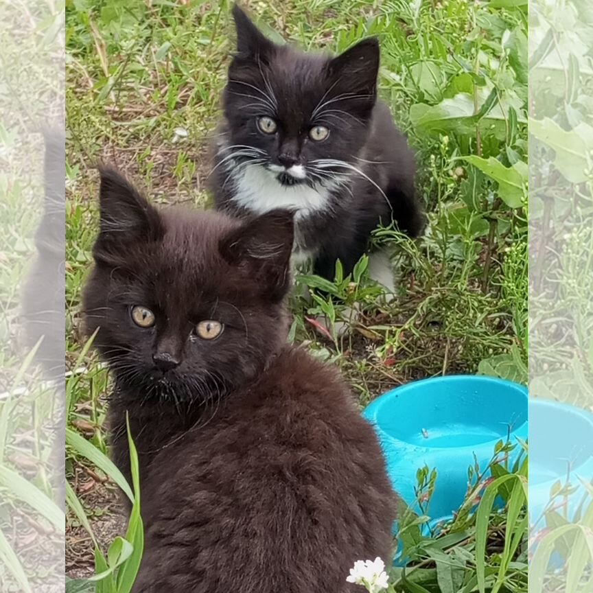 Котята в добрые руки