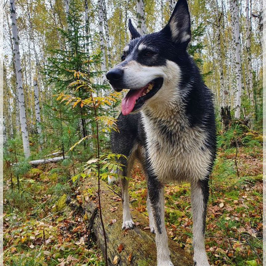 Лайка, щенок